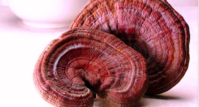 Lợi ích sức khỏe của nấm linh chi đỏ bạn cần biết